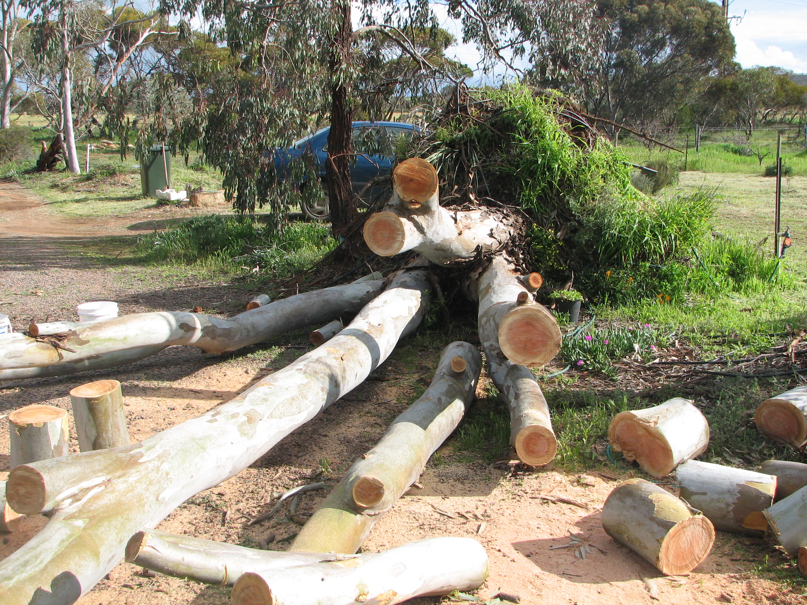 Fallen tree in our driveway - Trevor's Writing